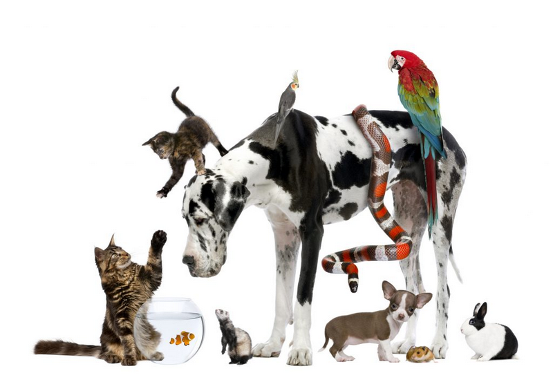 IELTS Speaking: Pets and Wild Animals – Vocabulary & Sample Answers ...